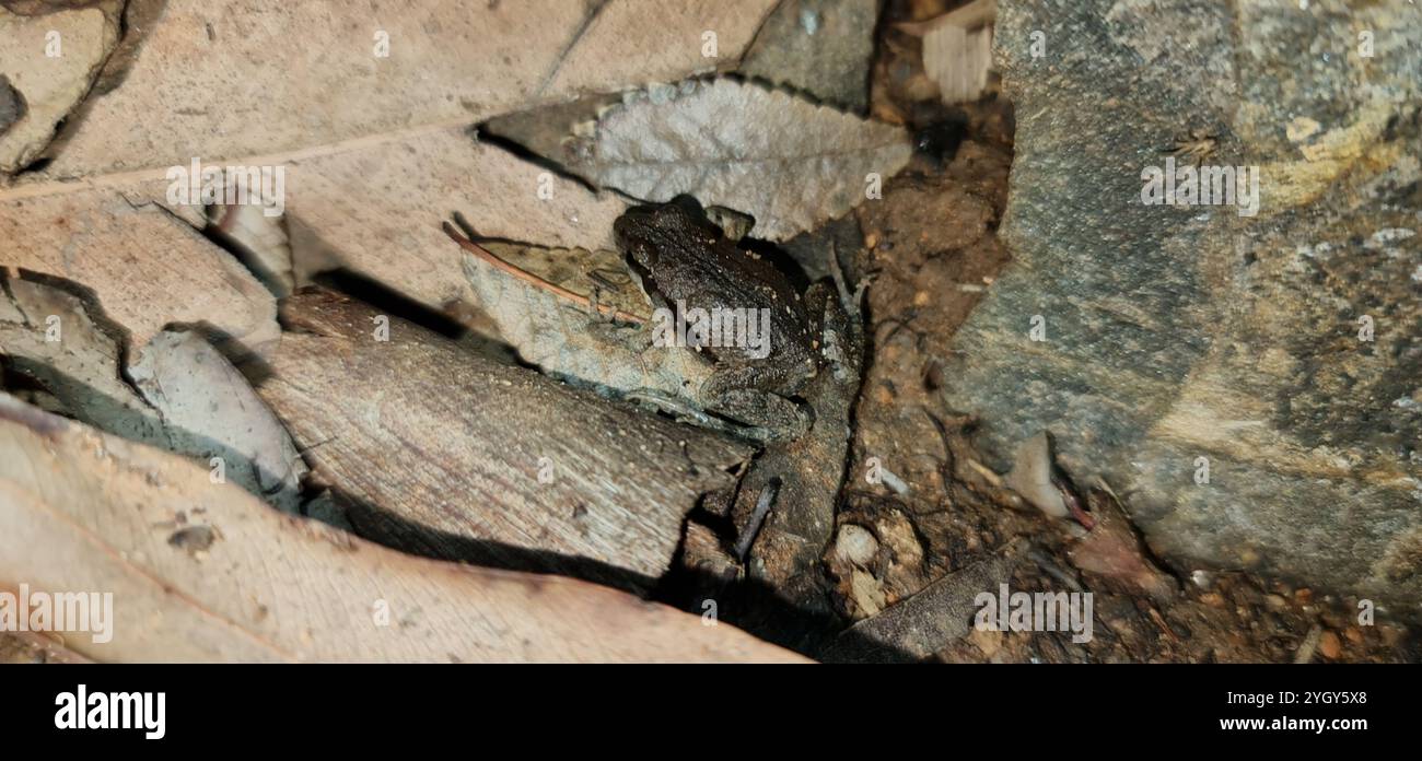 Common Eastern Froglet (Crinia signifera Stock Photo - Alamy