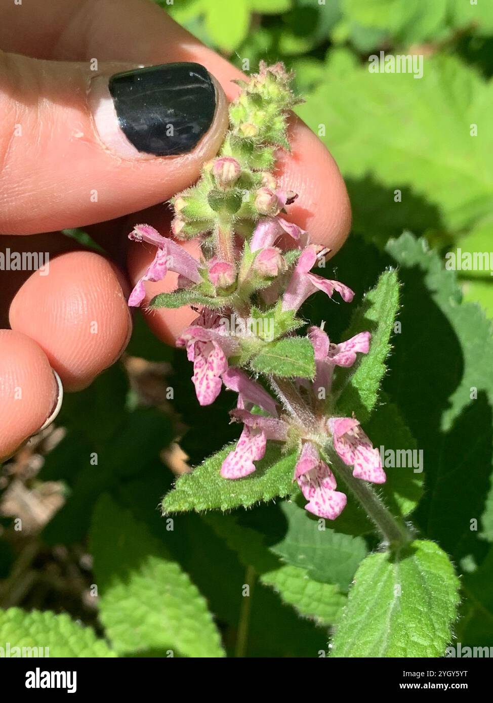 Rough Hedgenettle (Stachys rigida Stock Photo - Alamy