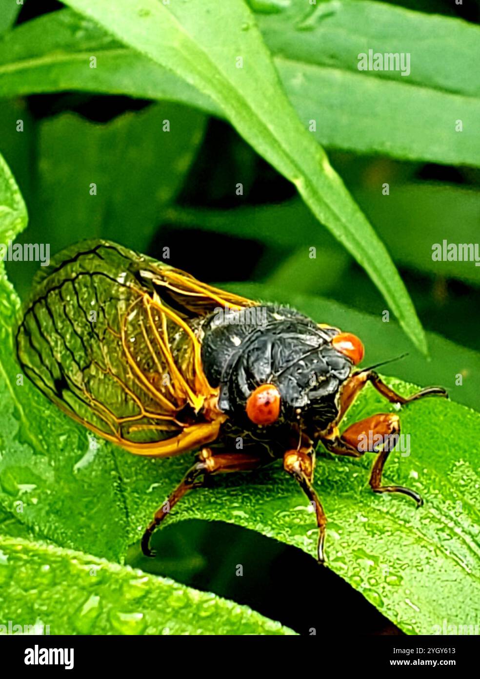 Periodical Cicadas (Magicicada Stock Photo - Alamy