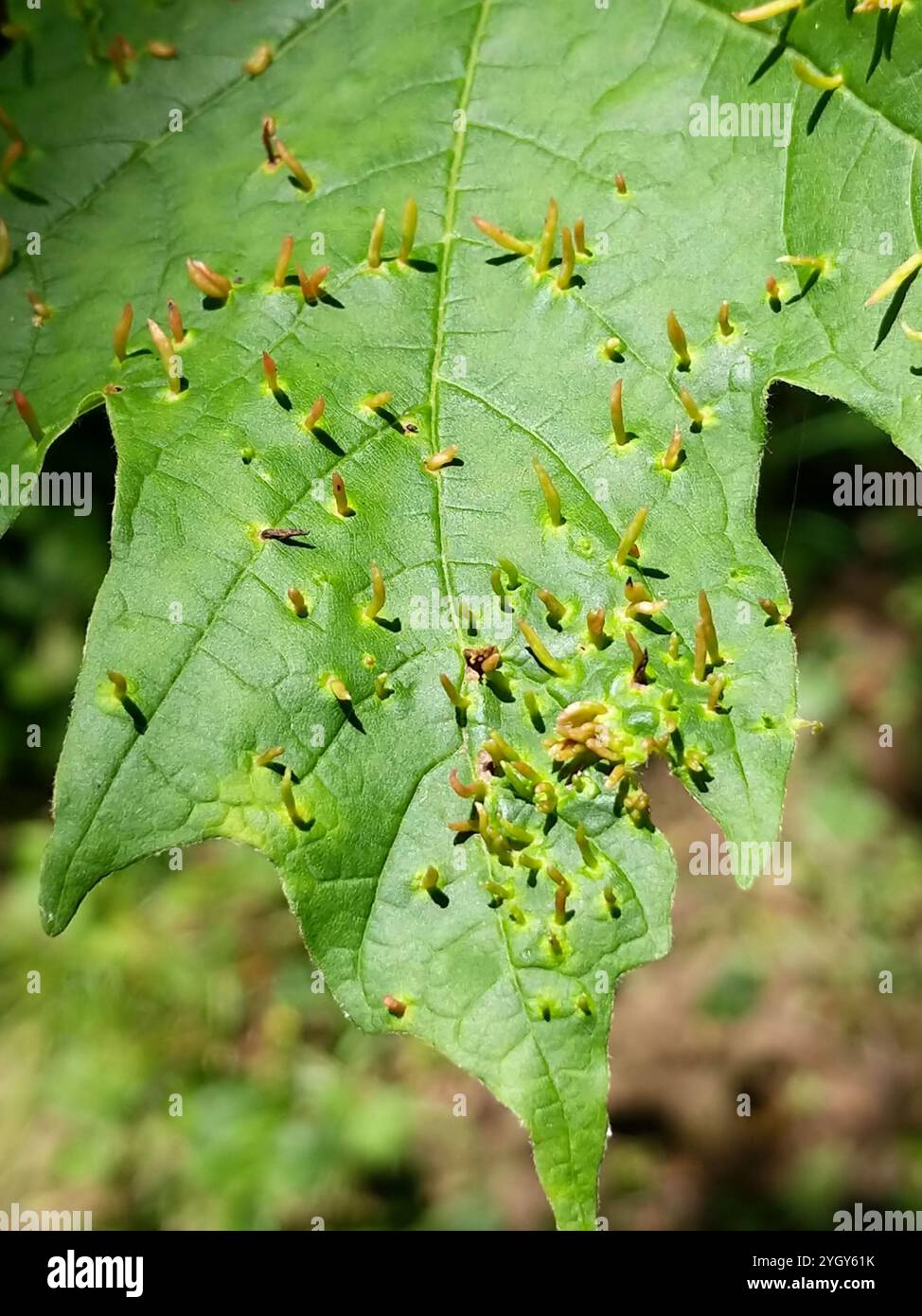 Maple Spindle Gall Mite (Vasates aceriscrumena Stock Photo - Alamy