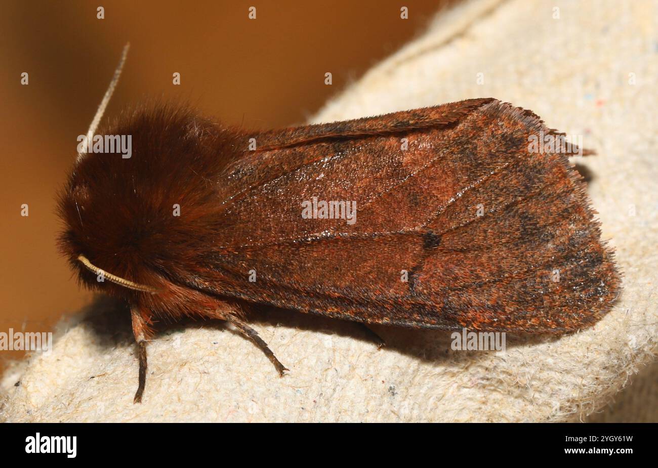 Large Ruby Tiger Moth (Phragmatobia assimilans Stock Photo - Alamy
