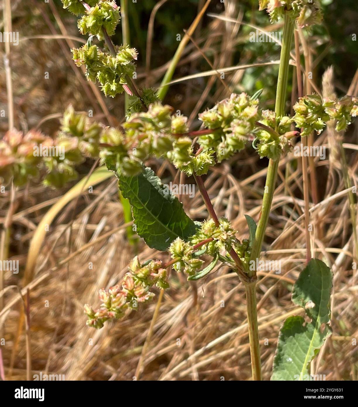fiddle dock (Rumex pulcher Stock Photo - Alamy