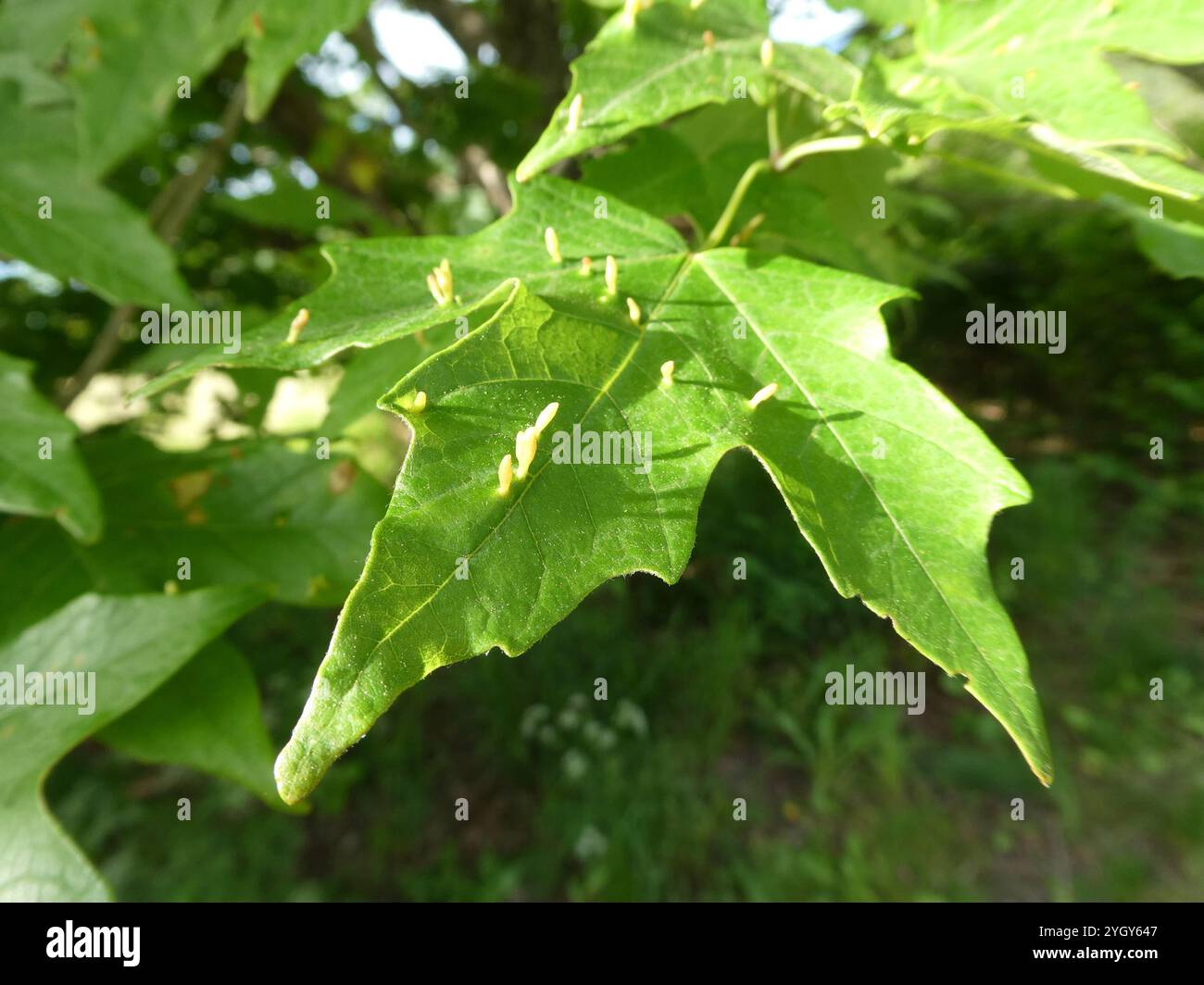 Maple Spindle Gall Mite (Vasates aceriscrumena Stock Photo - Alamy