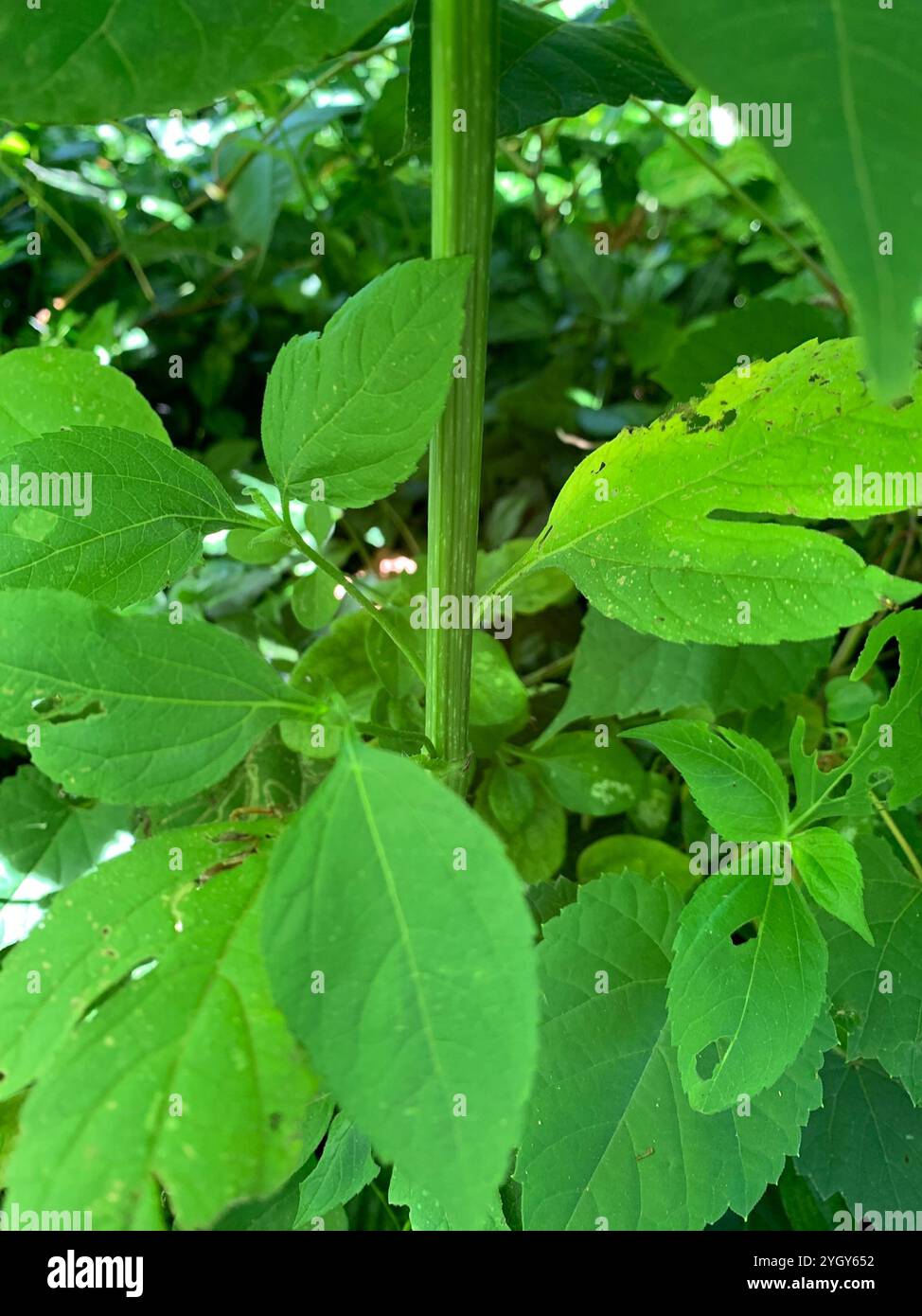 giant ragweed (Ambrosia trifida Stock Photo - Alamy