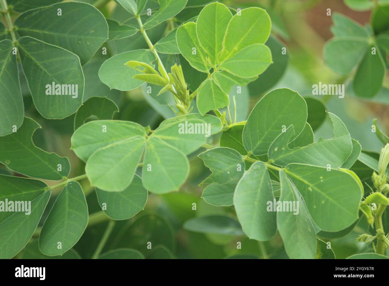 Sickle Senna (Senna tora Stock Photo - Alamy