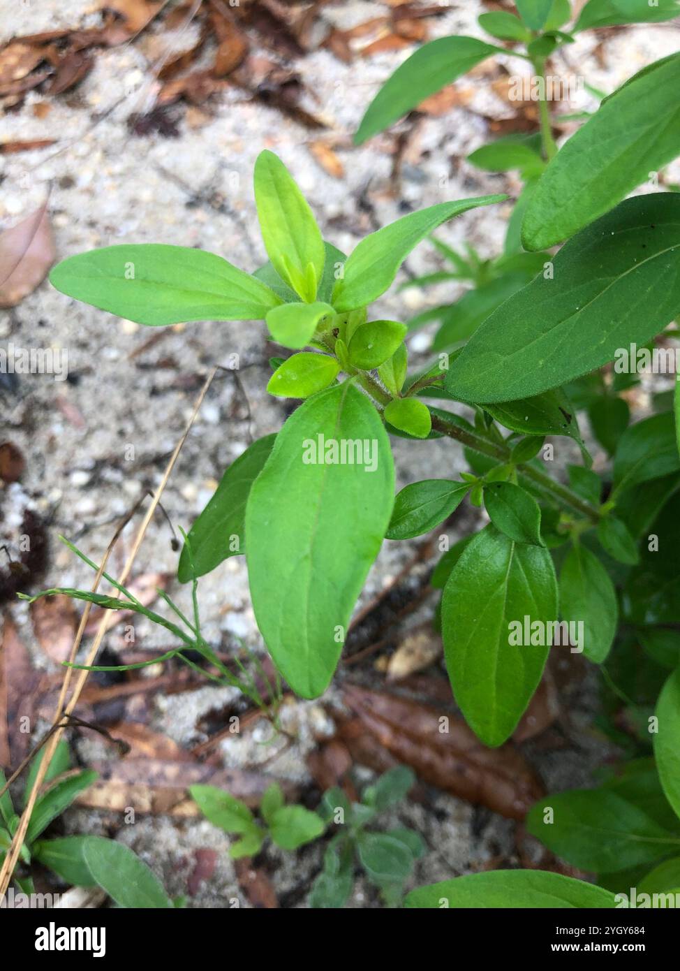 Blue Curls (Trichostema dichotomum Stock Photo - Alamy