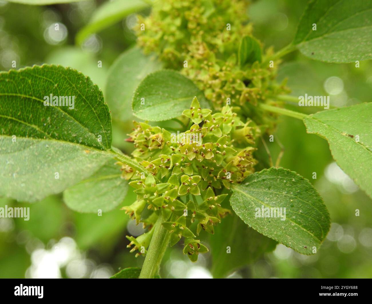common buckthorn (Rhamnus cathartica Stock Photo - Alamy