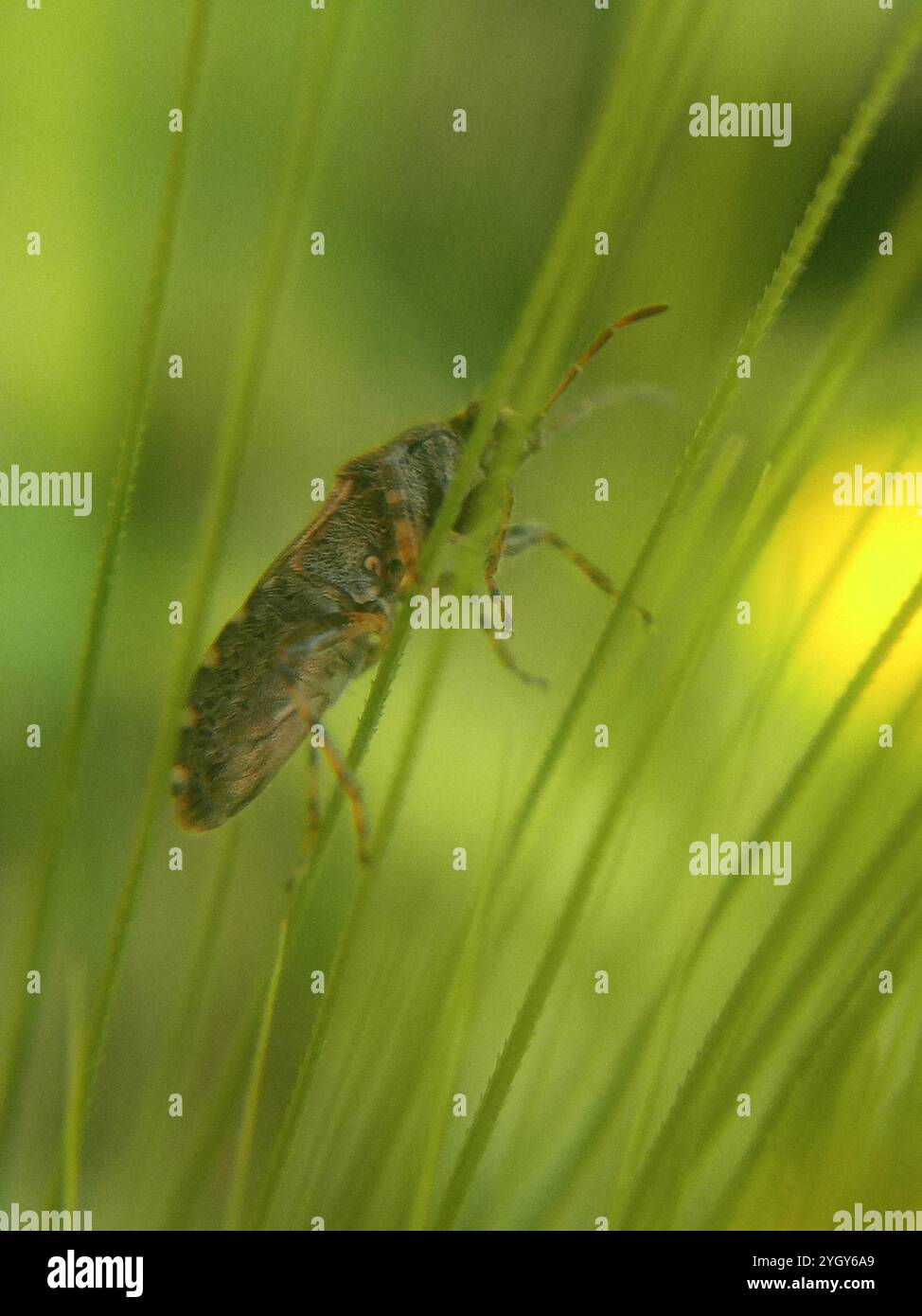 Nettle ground bug (Heterogaster urticae Stock Photo - Alamy