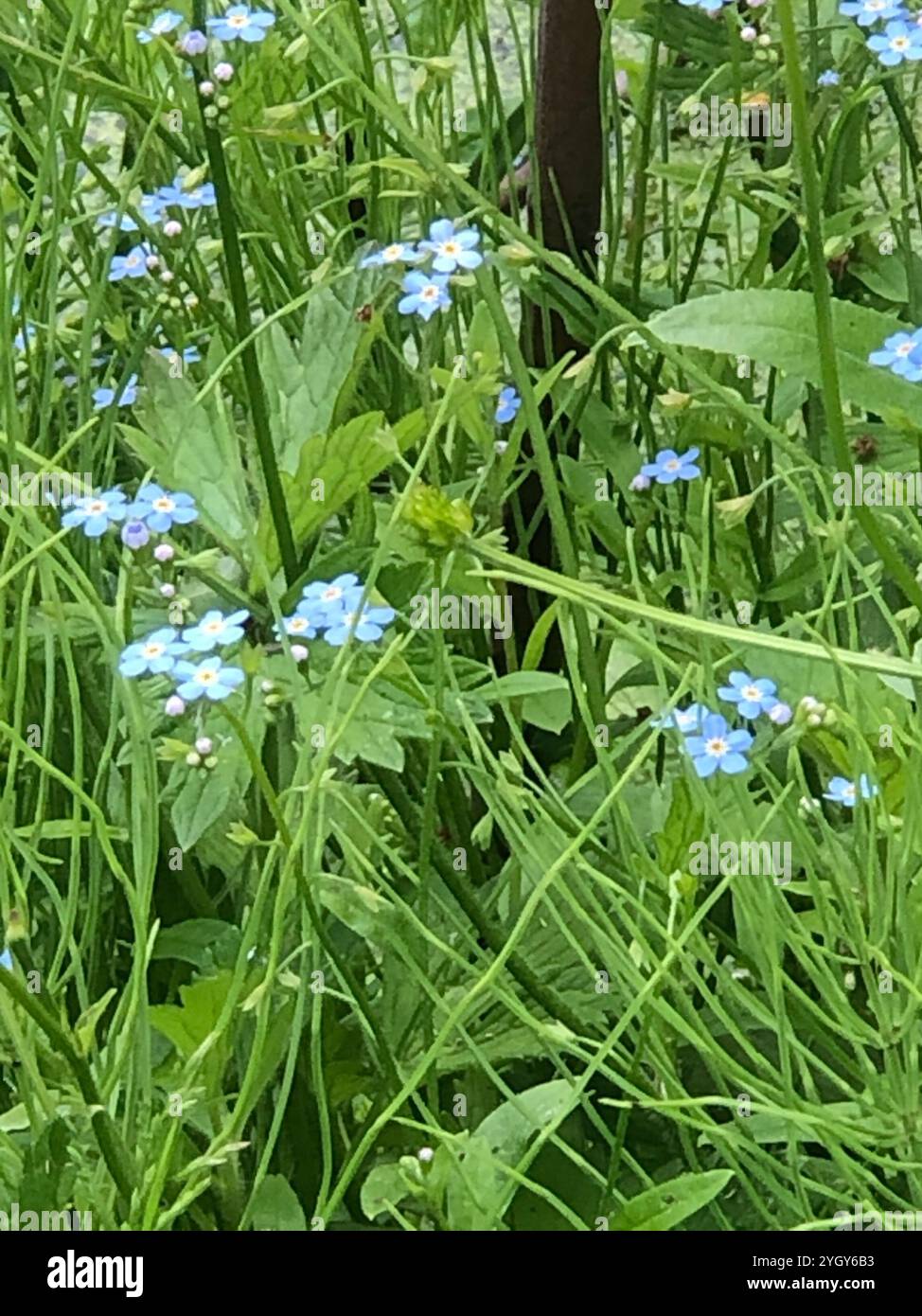 Wood Forget-me-not (Myosotis sylvatica Stock Photo - Alamy