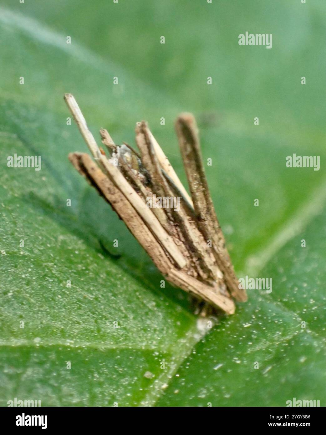 Common Bagworm Moth (Psyche casta Stock Photo - Alamy