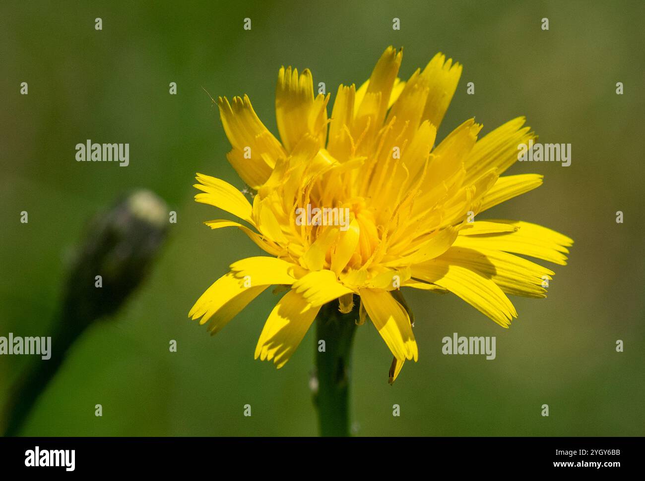 Common Cat's-ear (Hypochaeris radicata Stock Photo - Alamy