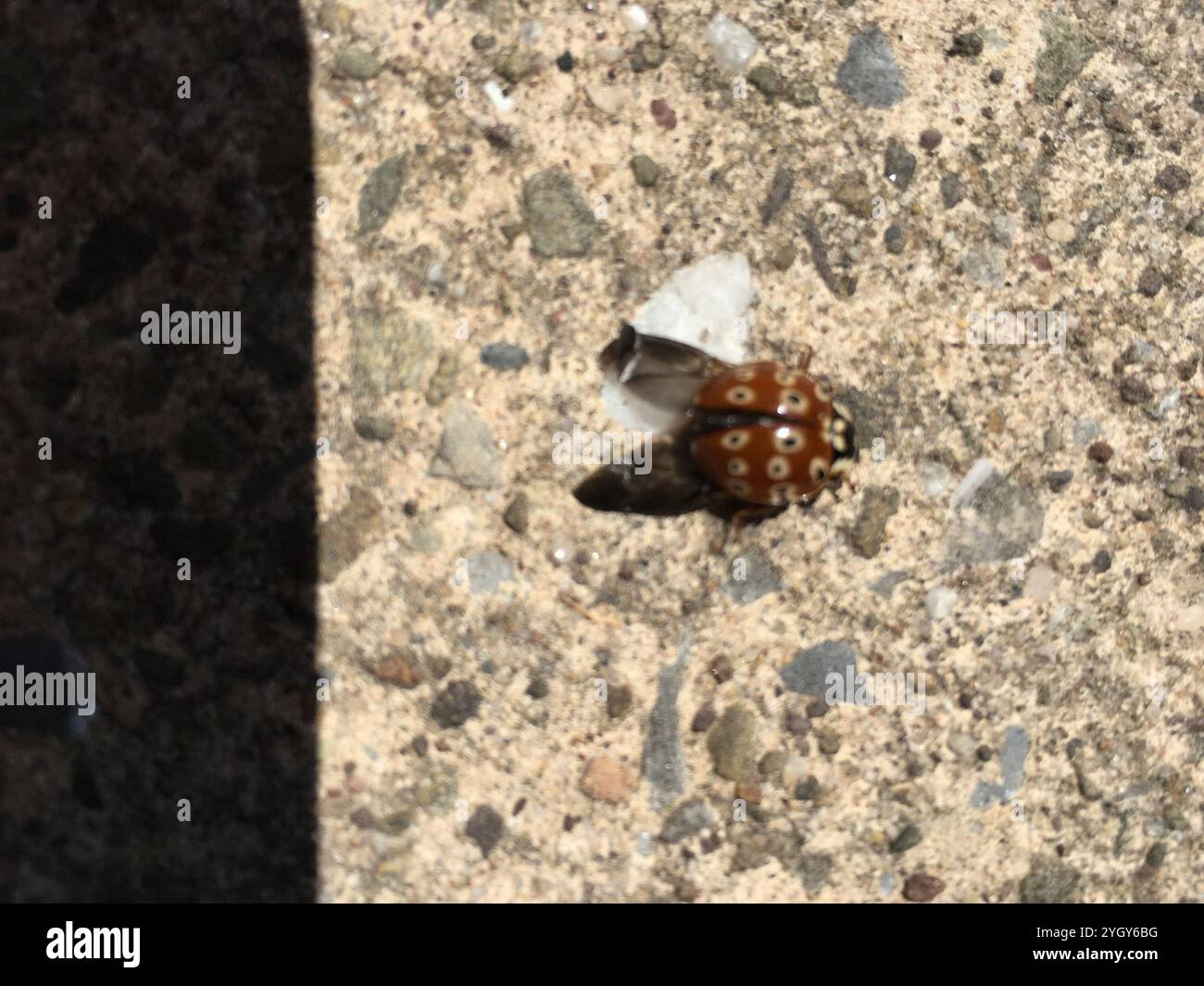 Eye spotted lady beetle hi-res stock photography and images - Alamy