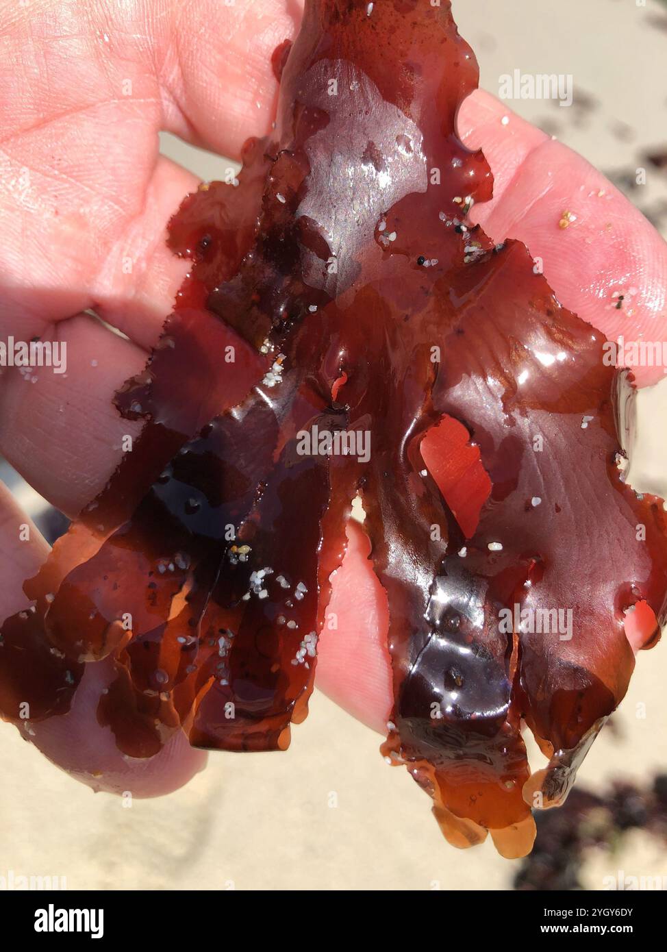 Grape Tongue (Cryptopleura ruprechtiana Stock Photo - Alamy