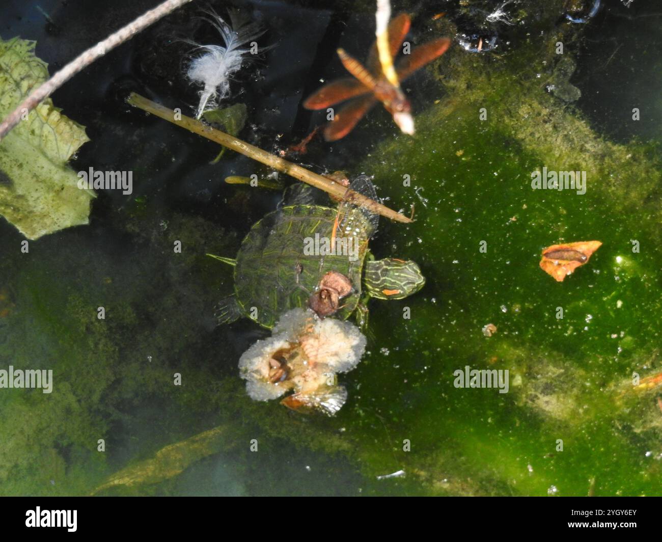 Red-eared Slider (Trachemys scripta elegans Stock Photo - Alamy