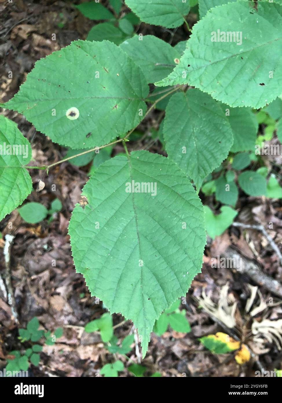 American hazelnut (corylus americana) hi-res stock photography and ...