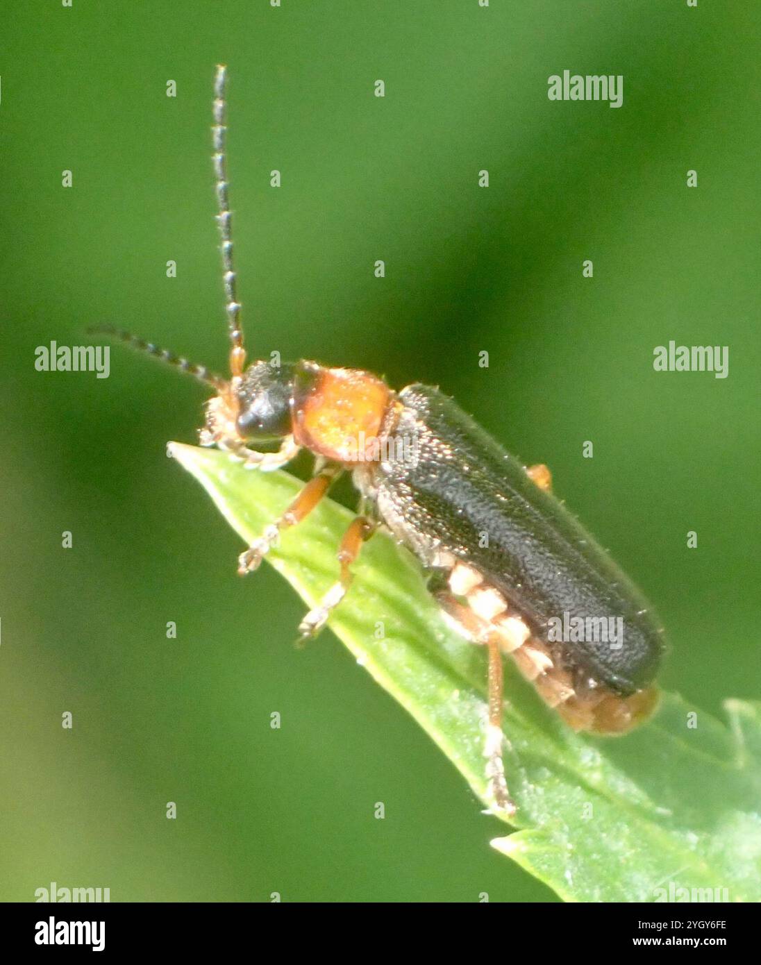 Soldier Beetles (Cantharidae Stock Photo - Alamy