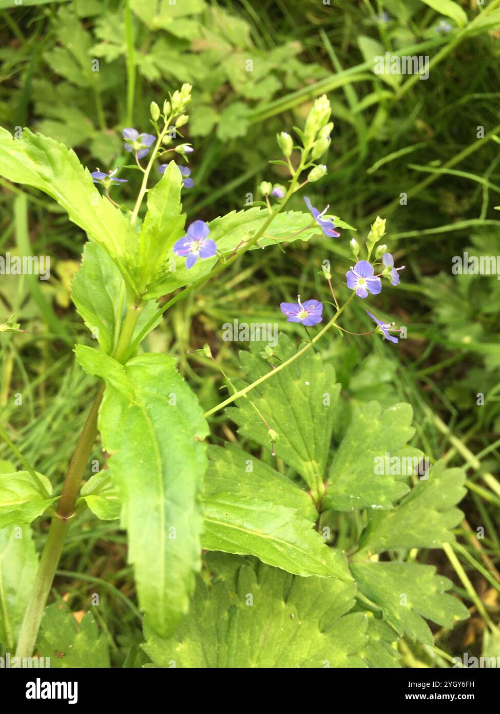 American brooklime hi-res stock photography and images - Alamy