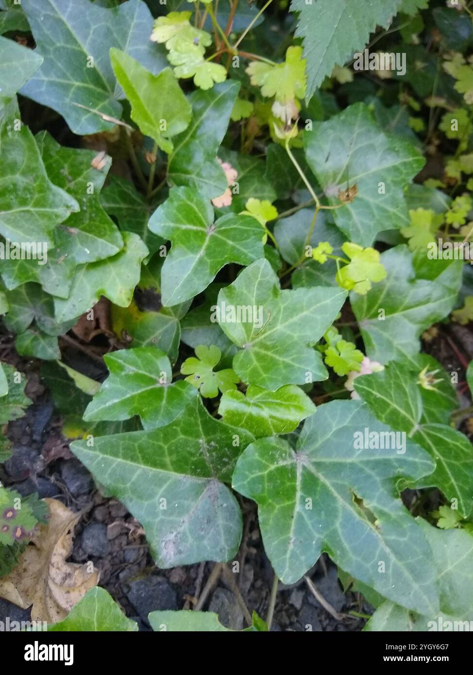 common ivy (Hedera helix Stock Photo - Alamy