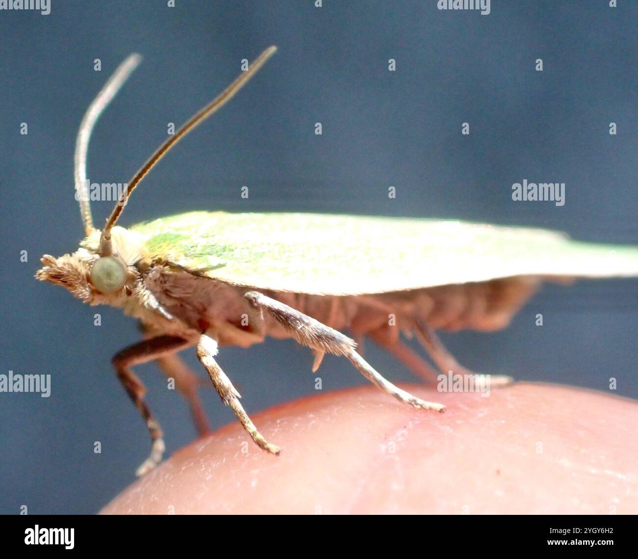 Green Oak Tortrix (Tortrix viridana Stock Photo - Alamy