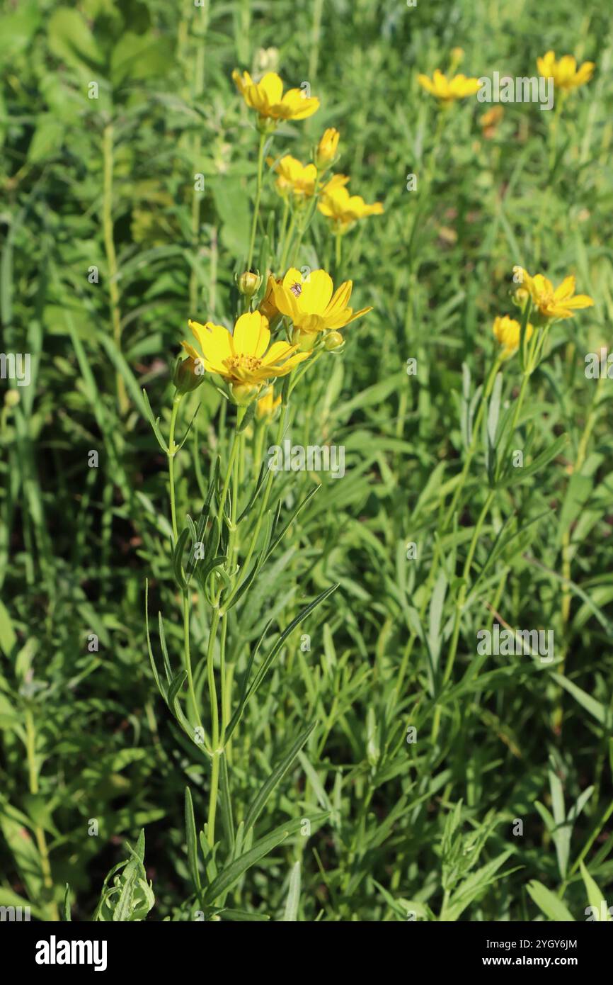 Prairie Coreopsis (Coreopsis palmata Stock Photo - Alamy