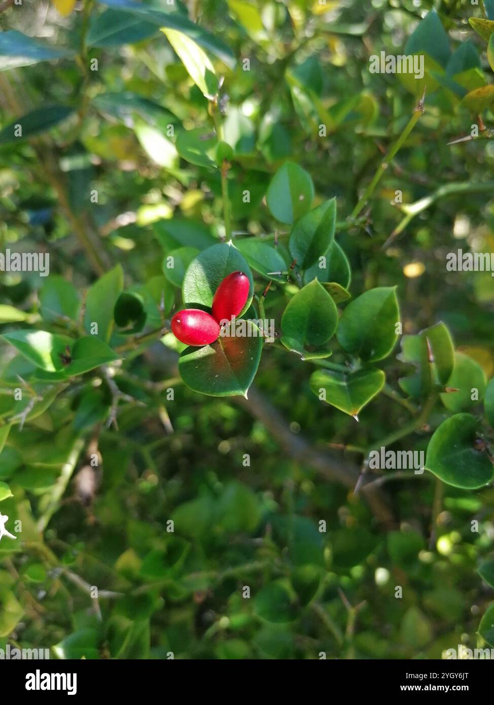 num-num (Carissa bispinosa Stock Photo - Alamy