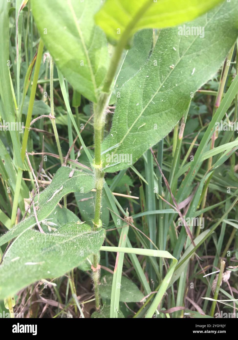 water smartweed (Persicaria amphibia Stock Photo - Alamy