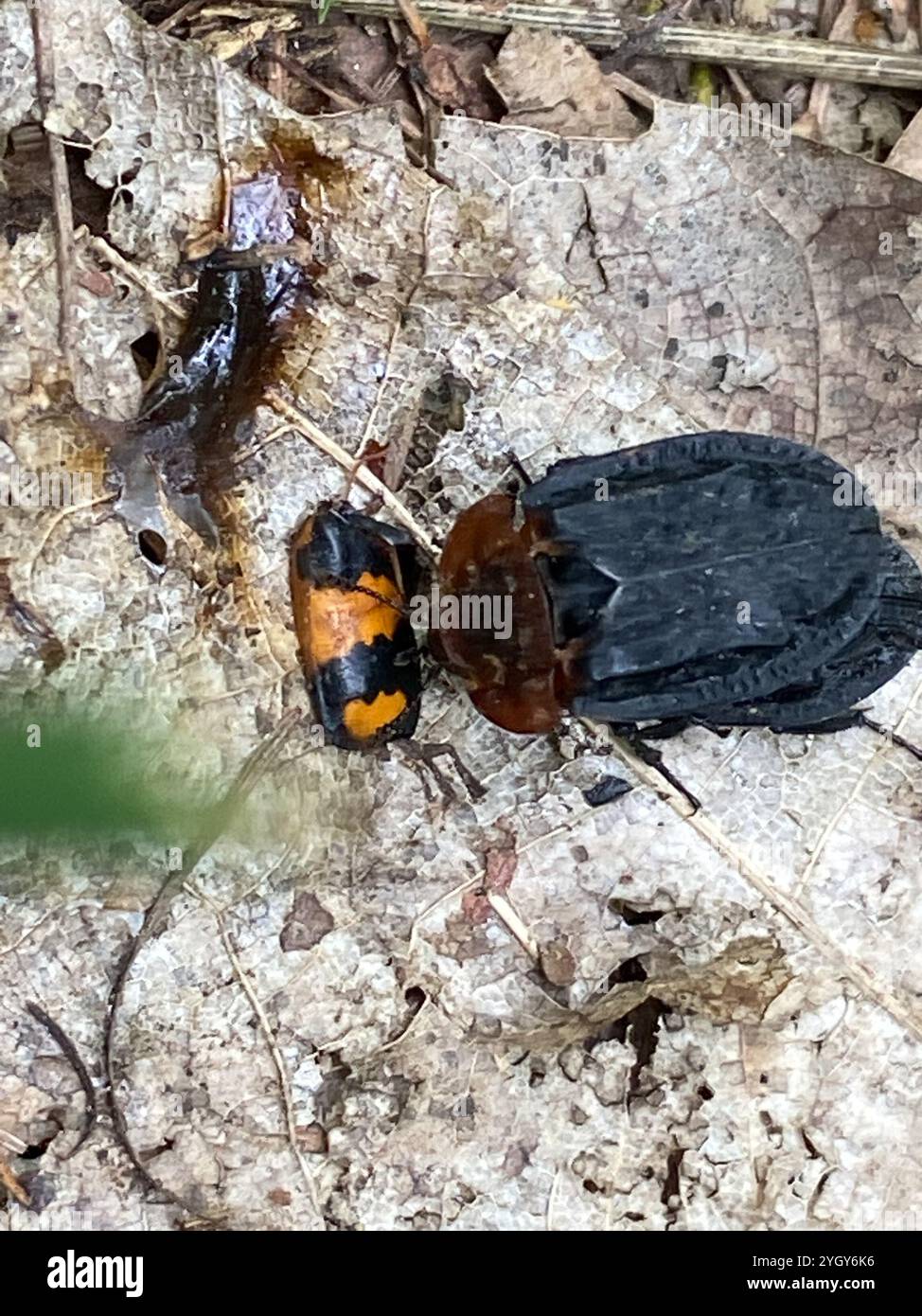 Red-breasted Carrion Beetle (Oiceoptoma thoracicum Stock Photo - Alamy