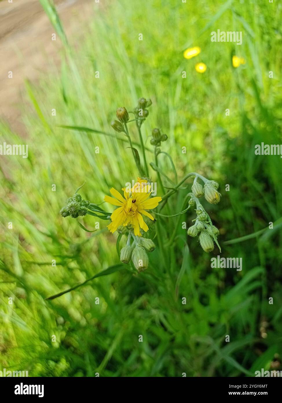 narrow-leaved hawksbeard (Crepis tectorum Stock Photo - Alamy