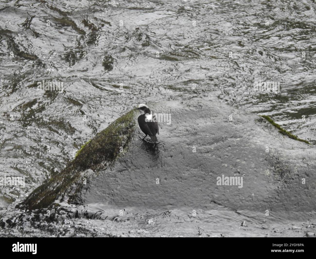 White-capped Dipper (Cinclus leucocephalus Stock Photo - Alamy