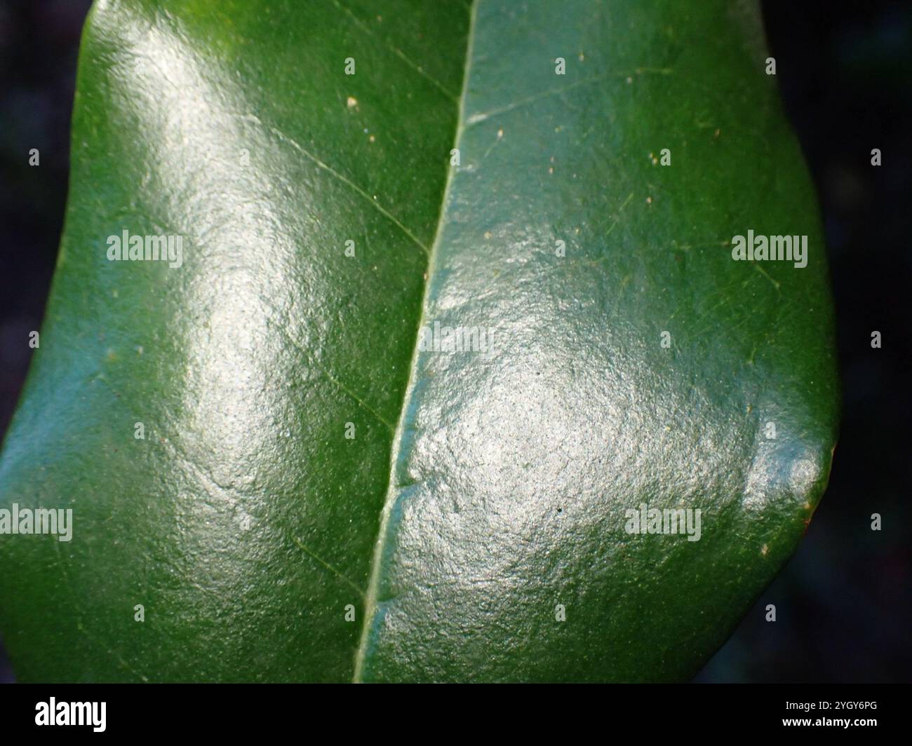 Ironwood (Olea capensis macrocarpa Stock Photo - Alamy