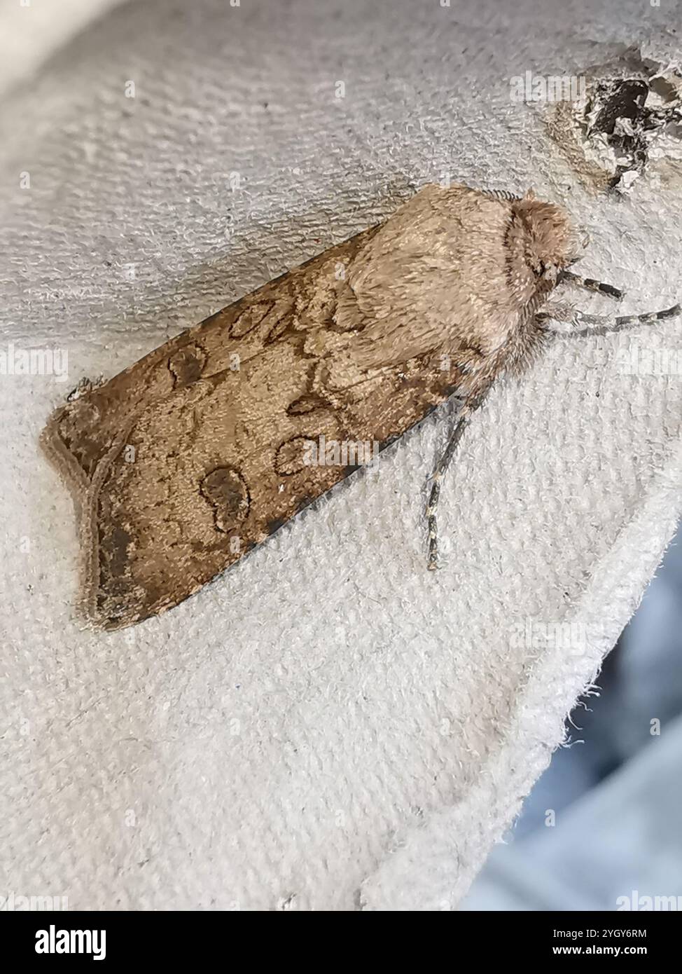 Turnip Moth (Agrotis segetum Stock Photo - Alamy