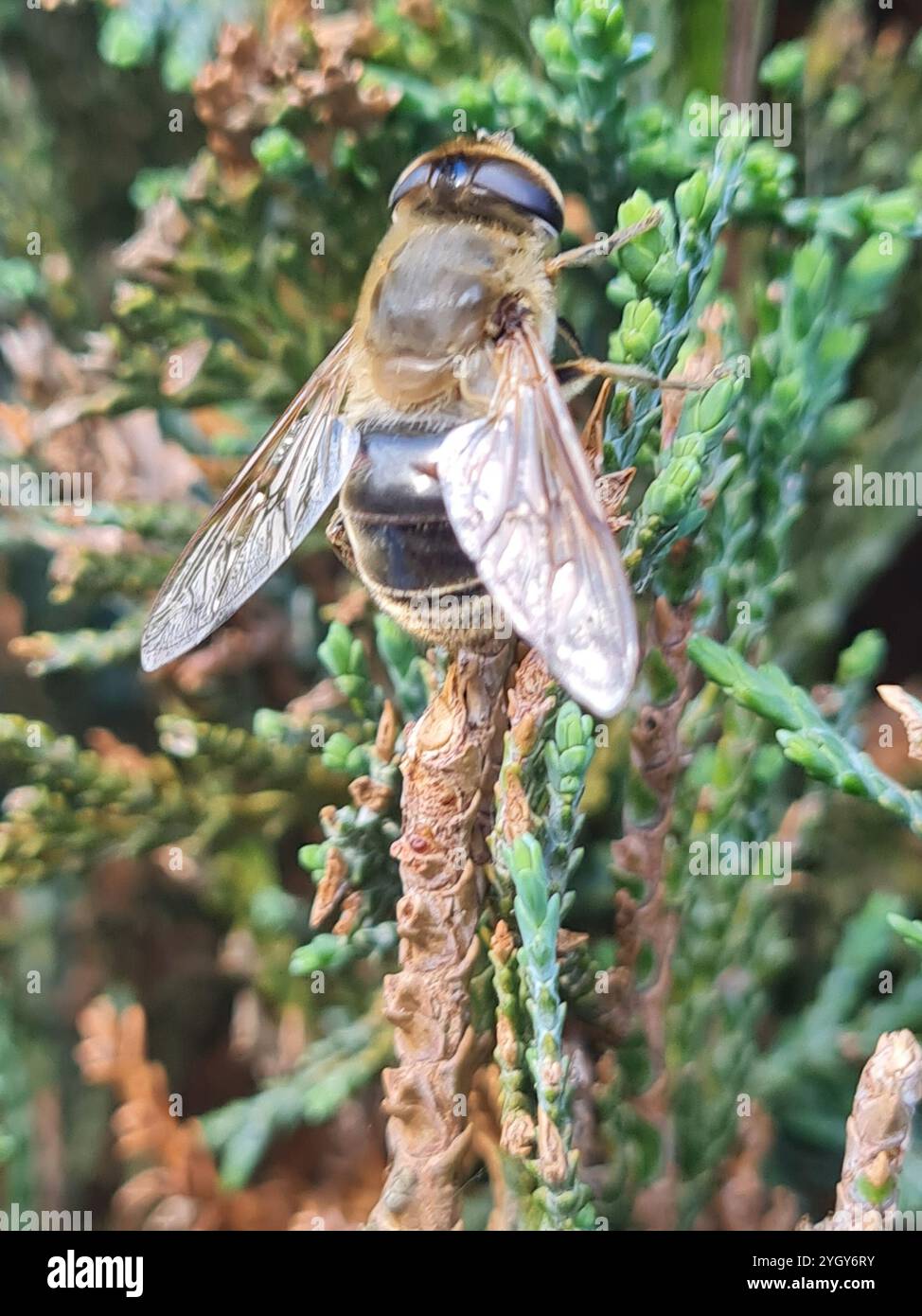 Common Drone Fly (Eristalis tenax Stock Photo - Alamy