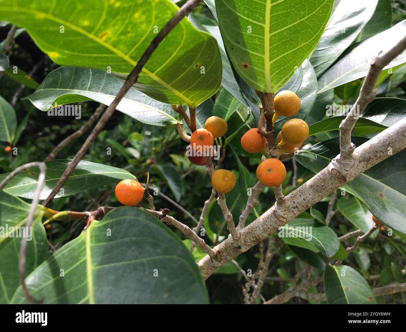 Dye fig (Ficus tinctoria Stock Photo - Alamy