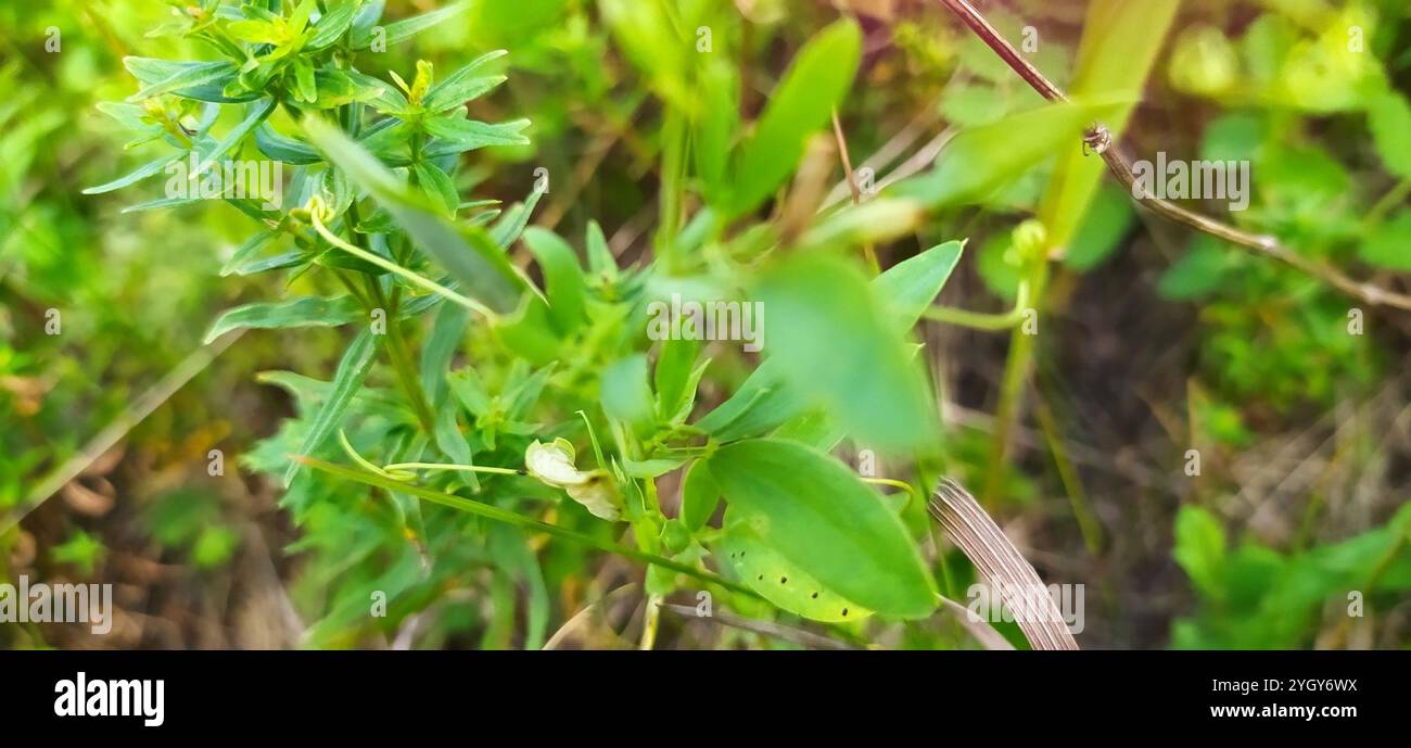 tuberous pea (Lathyrus tuberosus Stock Photo - Alamy