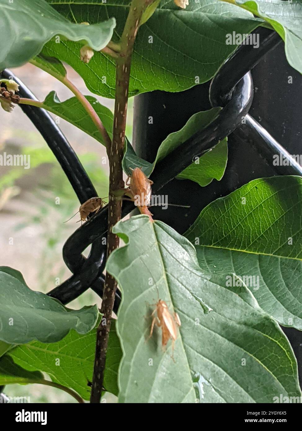 Tawny Cockroach (Ectobius pallidus Stock Photo - Alamy