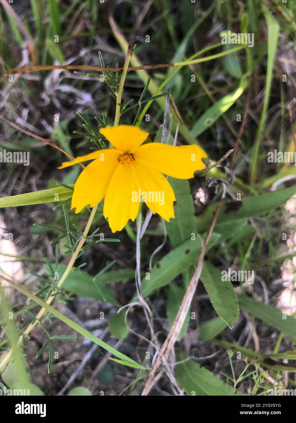 Lance-leaved Coreopsis (Coreopsis lanceolata Stock Photo - Alamy