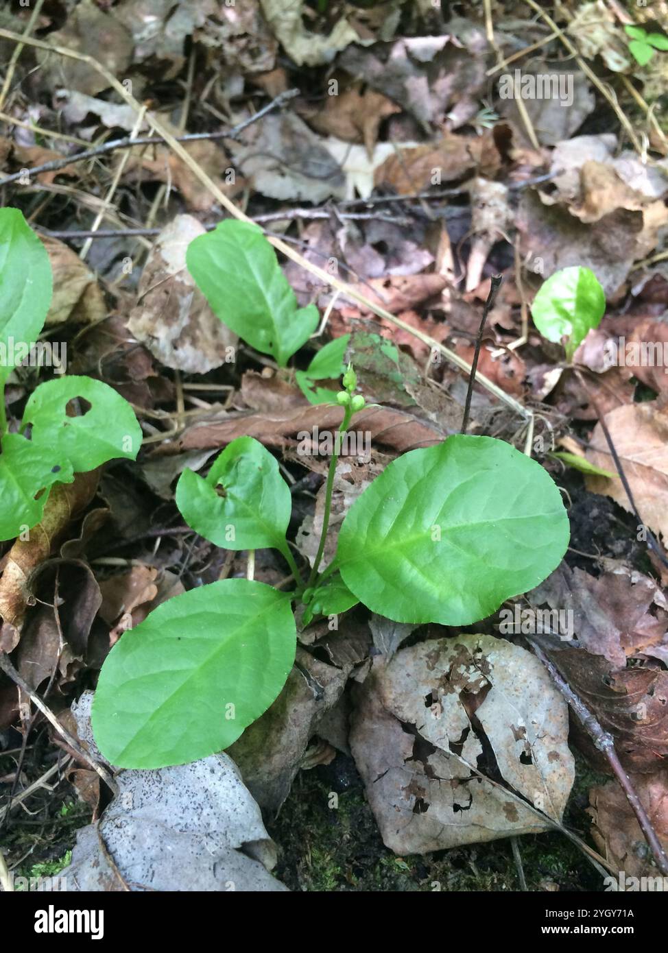shinleaf (Pyrola elliptica Stock Photo - Alamy