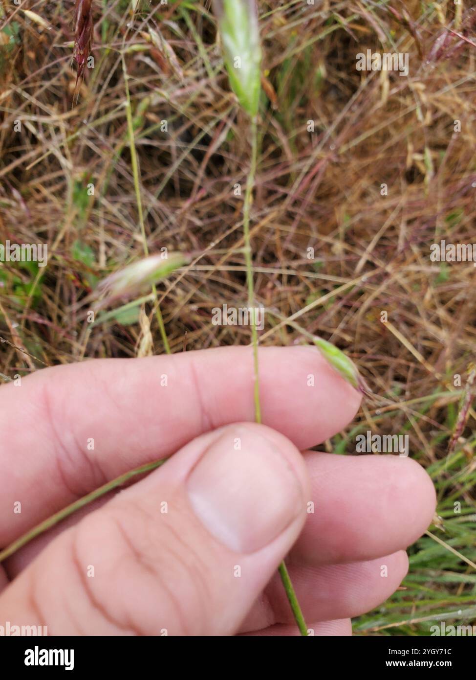 Oatgrass hi-res stock photography and images - Alamy