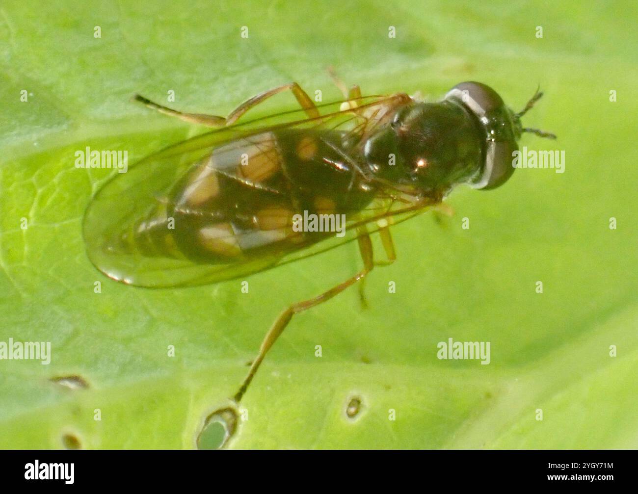 Variable Duskyface Fly (Melanostoma mellinum Stock Photo - Alamy