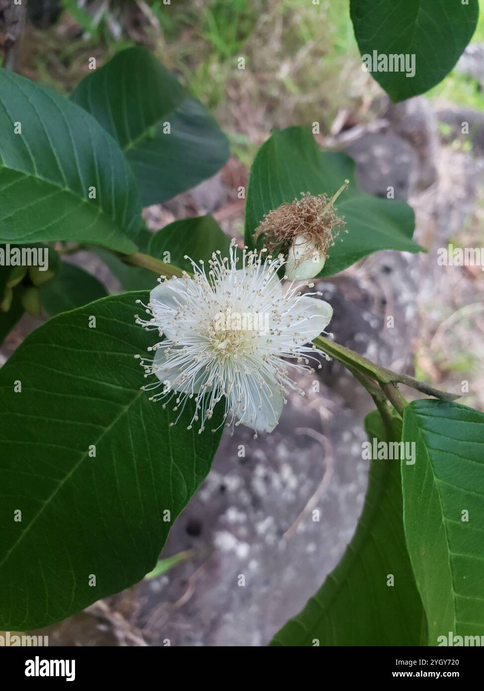 Common guava (Psidium guajava Stock Photo - Alamy