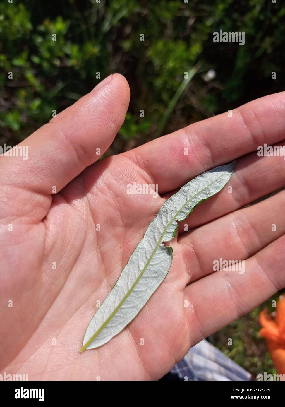 Satiny willow (Salix pellita Stock Photo - Alamy