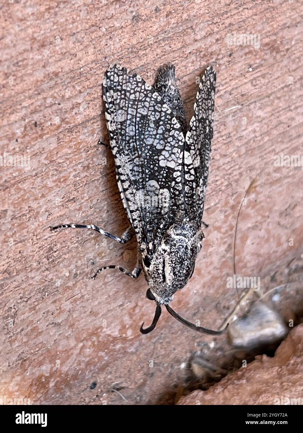 Carpenter and Leopard Moths (Cossidae Stock Photo - Alamy