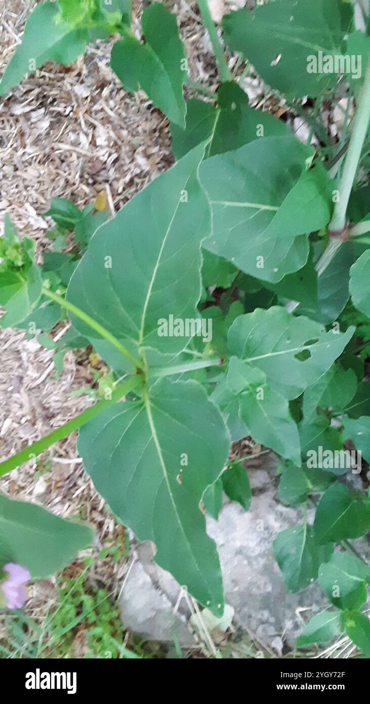 Wild Four o'Clock (Mirabilis nyctaginea Stock Photo - Alamy