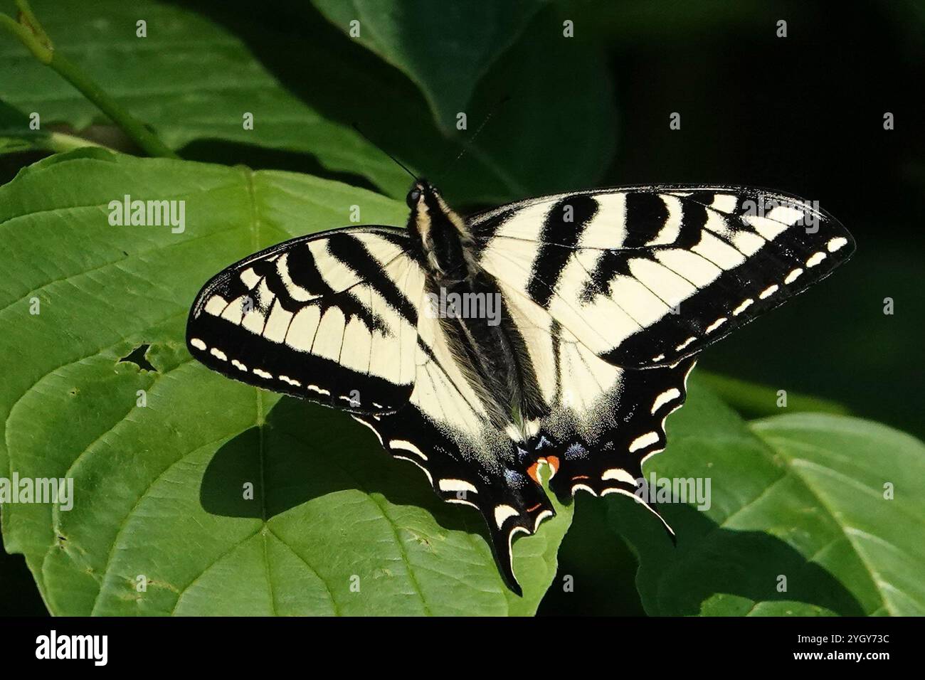 Western Tiger Swallowtail (Papilio rutulus Stock Photo - Alamy
