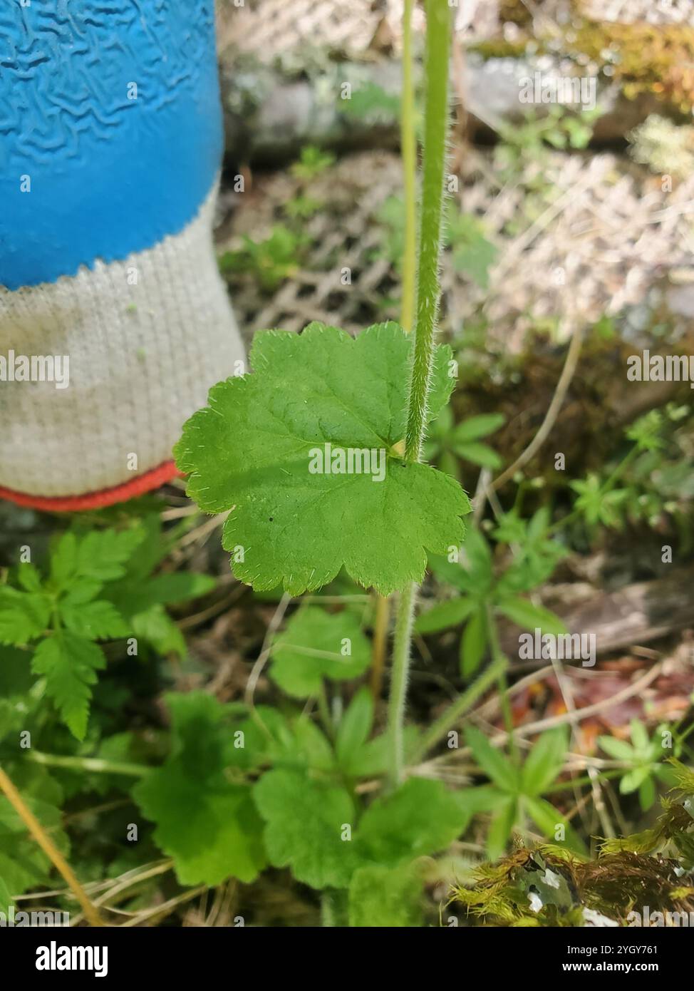 fringe cups (Tellima grandiflora Stock Photo - Alamy