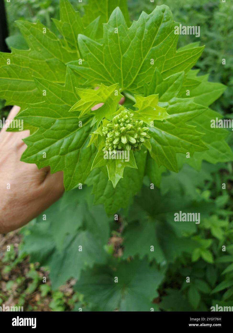 Pale indian plantain hi-res stock photography and images - Alamy