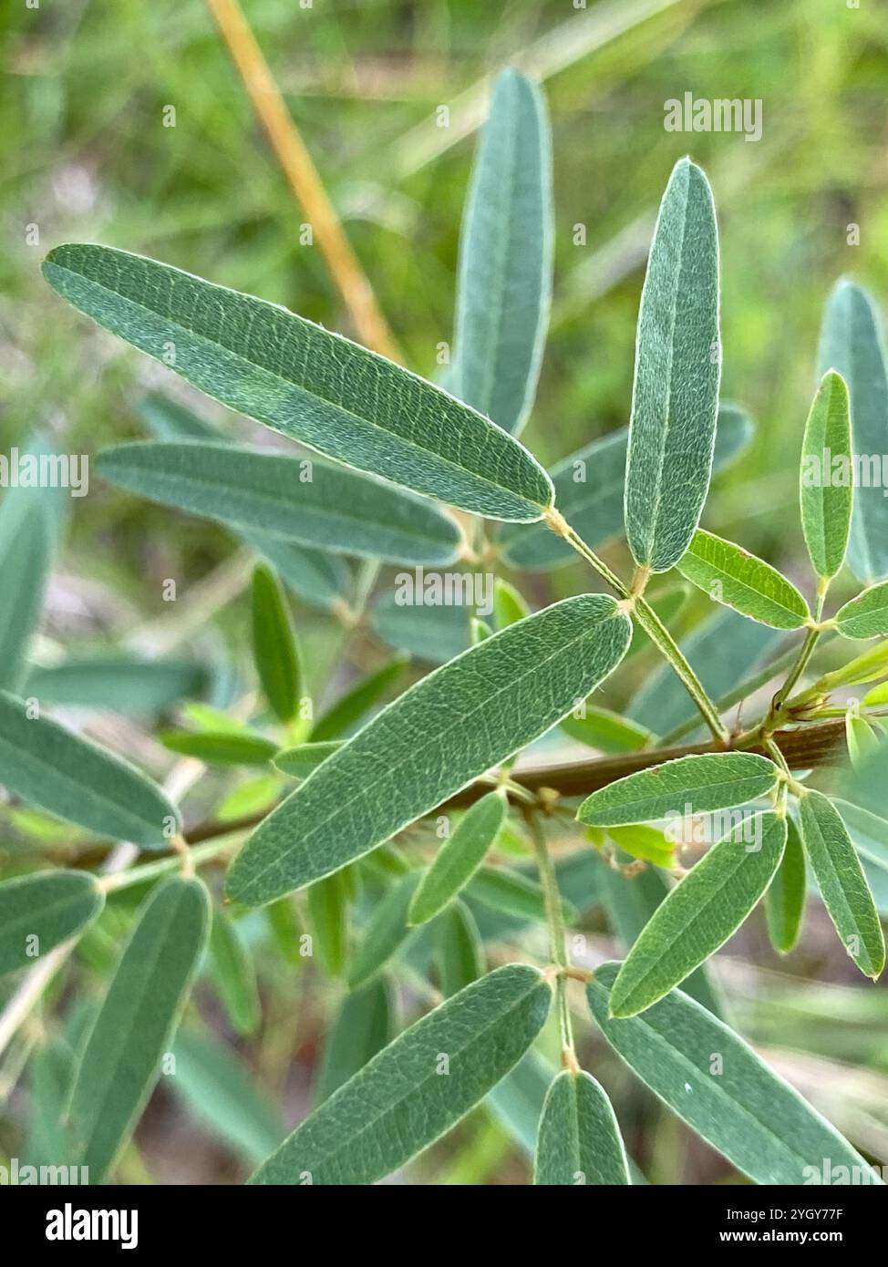 slender bush clover (Lespedeza virginica Stock Photo - Alamy
