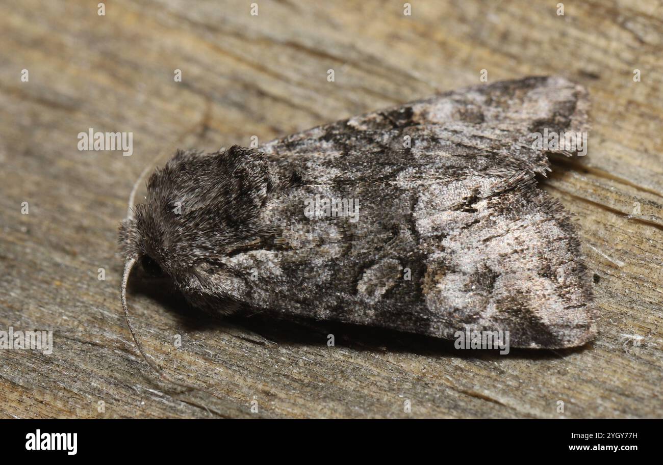 Olive Arches Moth (Lacinipolia olivacea Stock Photo - Alamy