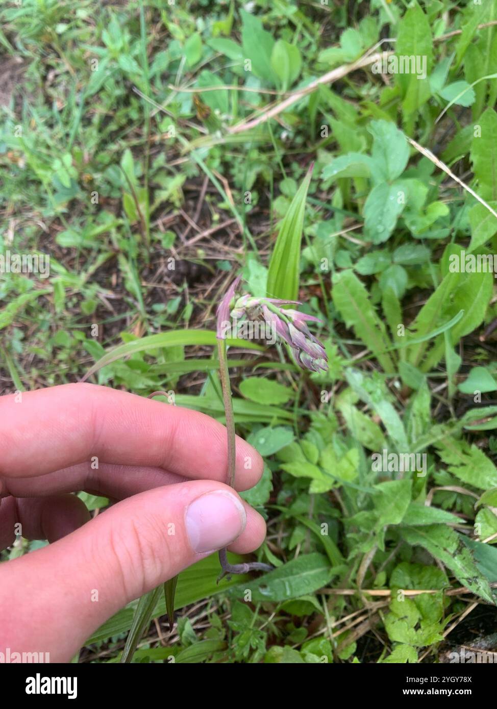 bronze-bells (Anticlea occidentalis Stock Photo - Alamy