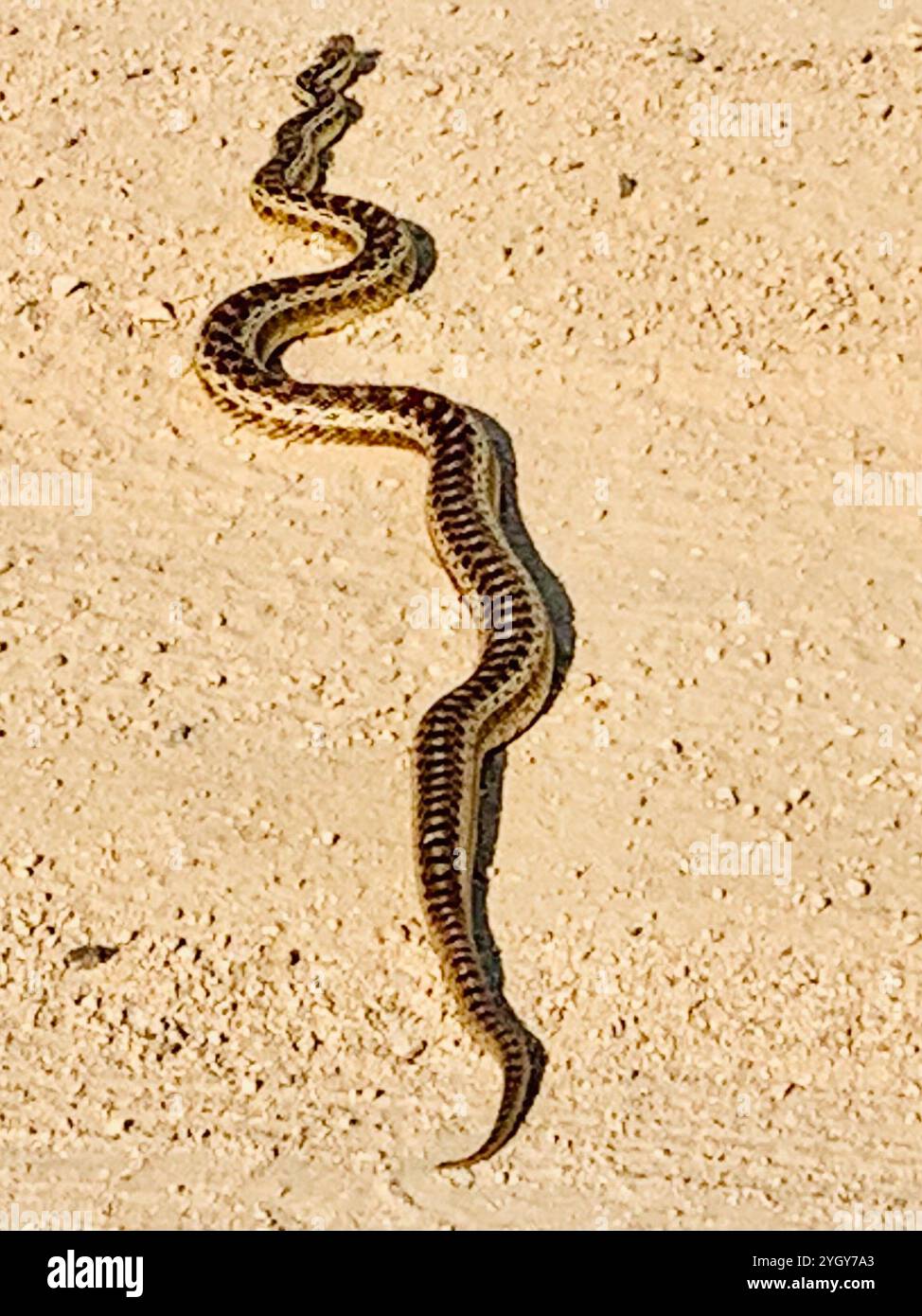 San Diego Gopher Snake (Pituophis catenifer annectens Stock Photo - Alamy